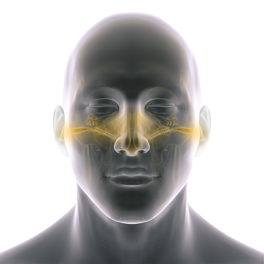 Eustachian Tube Blockage Eustachian Tube It Is An Abnormal Condition
